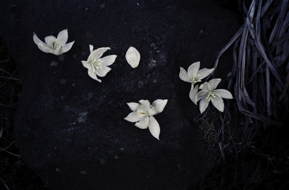 Revisiting Hothouse - Anna Block | Redeye