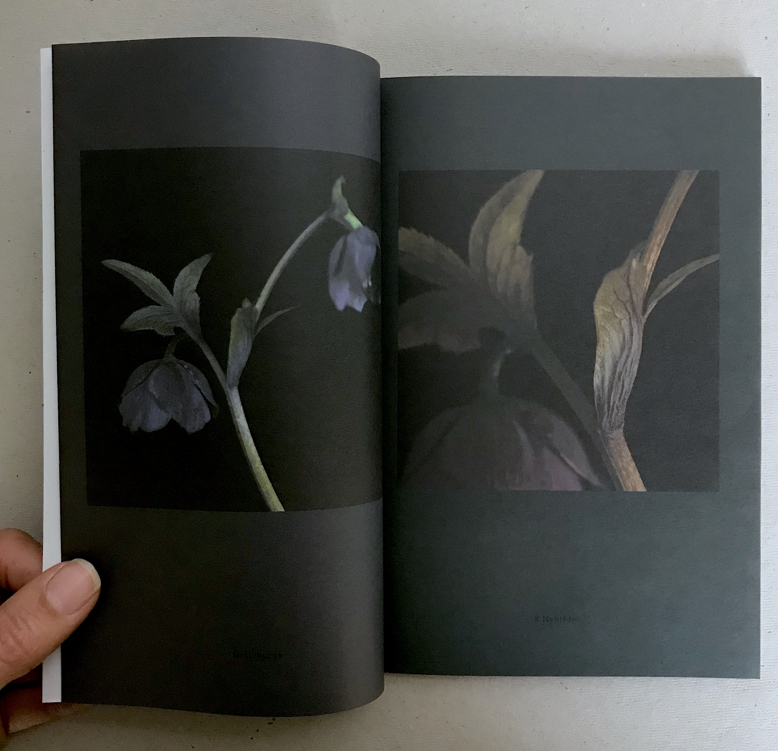 Fleur Olby: Velvet Black | Redeye