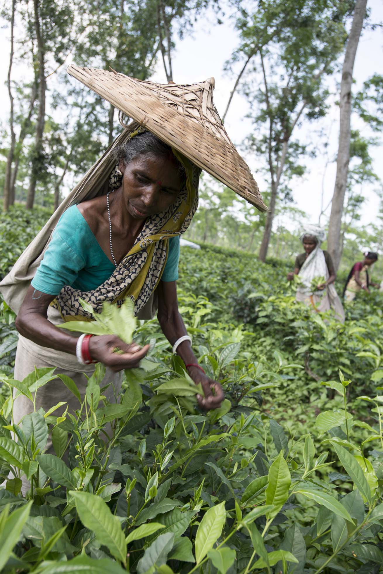 River of Tea: From Bengal to Britain | Redeye