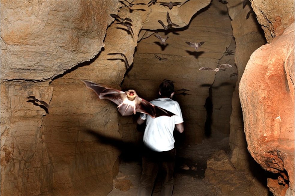 Nemini Parco | Redeye